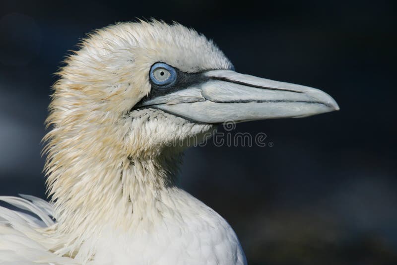 Gannet portrait stock photo. Image of fowl, beak, wild - 10772876