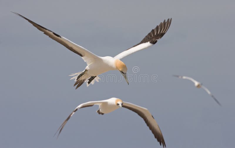 Gannets in flight stock photo. Image of cape, birds, gannets - 446952