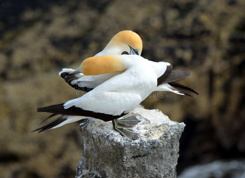 Gannets: make-up stock image. Image of valentine, busy - 28004171