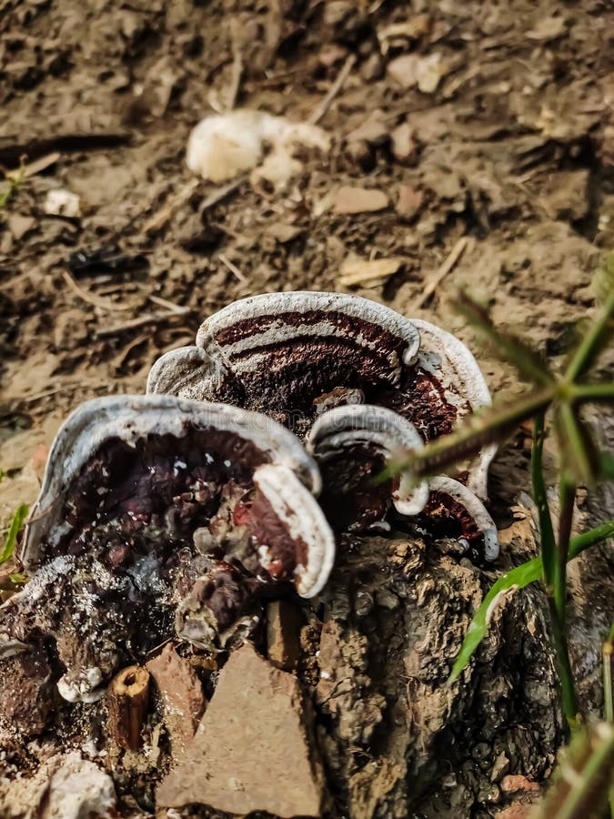 Ganoderma Applanatum is a Bracket Fungus with a Cosmopolitan ...