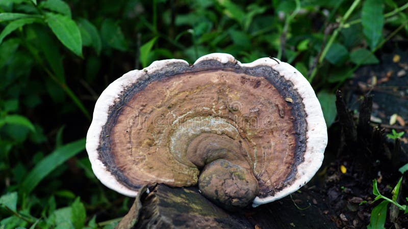Ganoderma applanatum stock photo. Image of forest, stems - 264706928