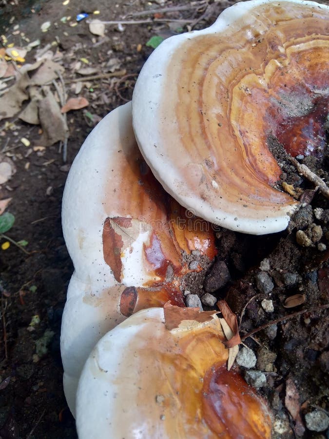 Ganoderma Applanatum Grow Up in the Wood. Still Hanging on the Plant ...