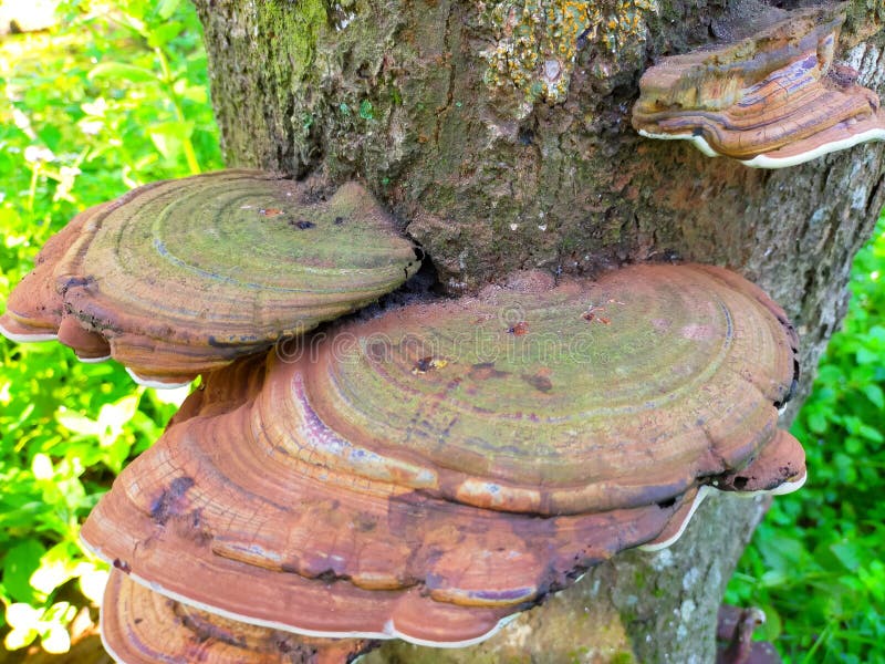 Ganoderma Applanatum Mushroom, Which Has a Hard Texture and Usually ...