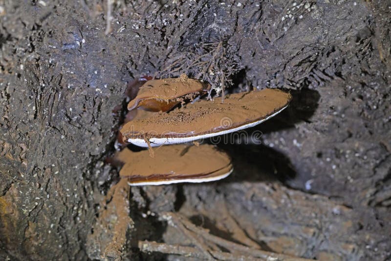 Ganoderma Applanatum is Parasitic and Saprophytic,and Grows As a ...