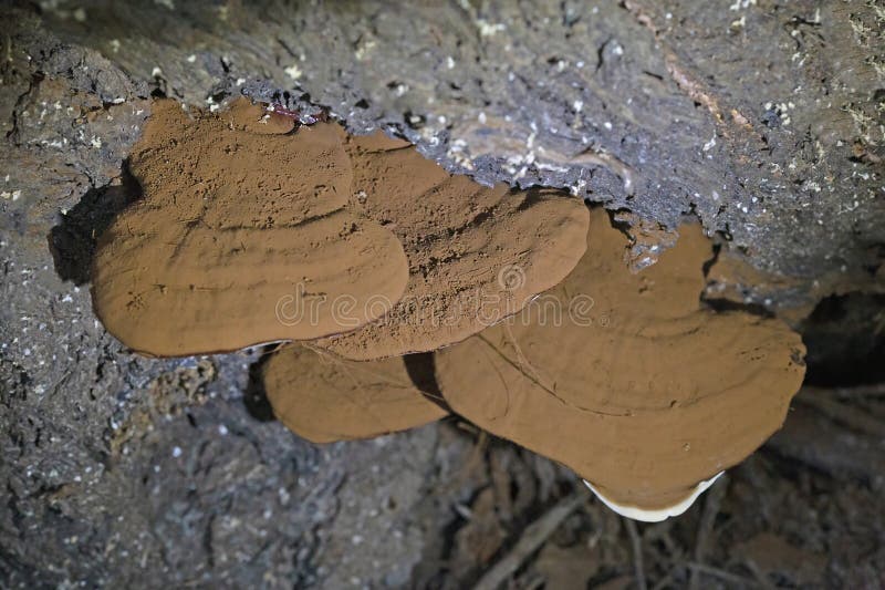 Ganoderma Applanatum is Parasitic and Saprophytic,and Grows As a ...