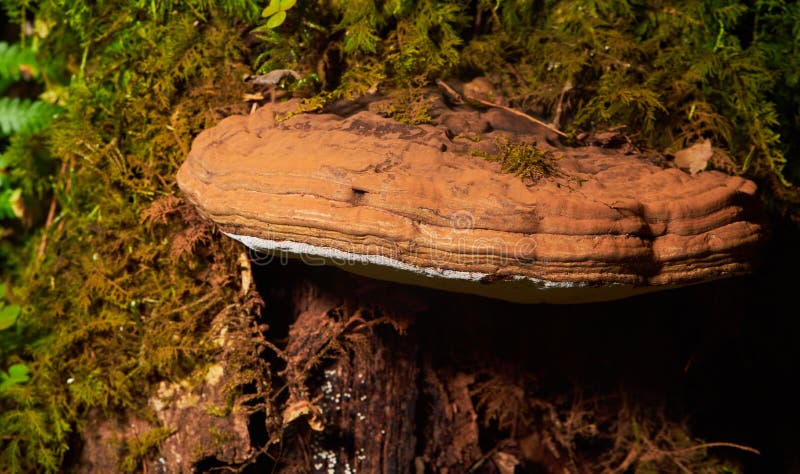 Ganoderma Applanatum on a Tree Trunk. Stock Photo - Image of wilderness ...