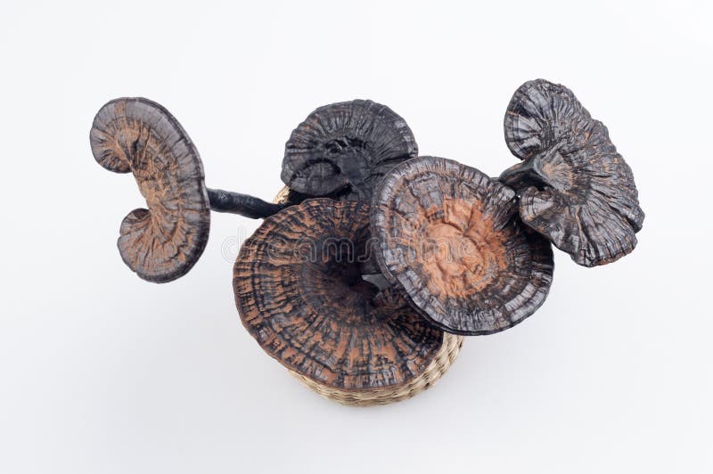 Ganoderma stock image. Image of damp, fungus, nature - 35804461