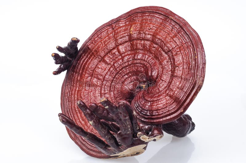 Ganoderma stock image. Image of food, fungi, forest, natural - 35840883