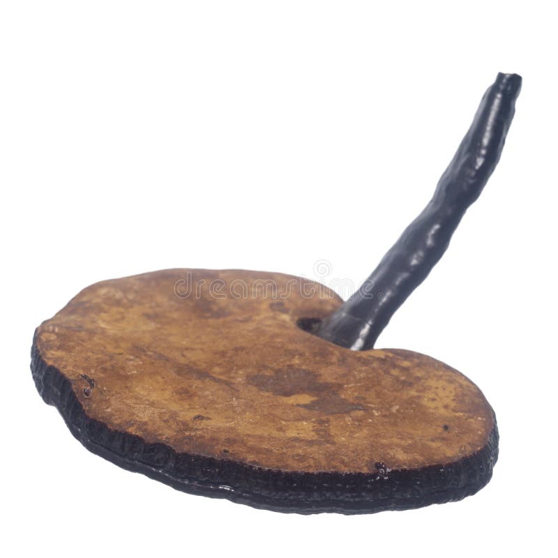 Ganoderma Black on a White Background Stock Photo - Image of isolated ...