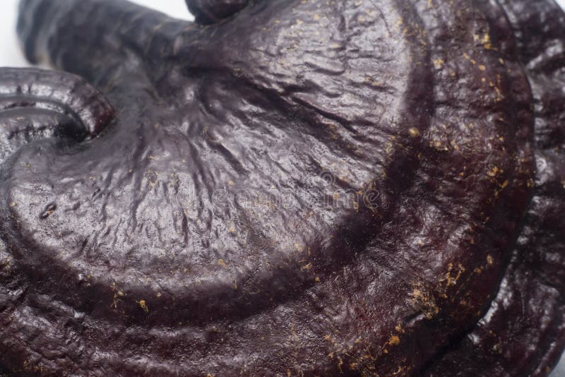 Ganoderma Black on a White Background Stock Photo - Image of isolated ...