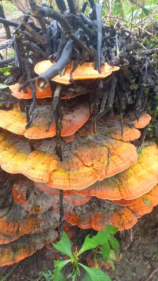 Ganoderma & X28;fungi& X29; - Rotting the Trunks of Oil Palm. Stock ...