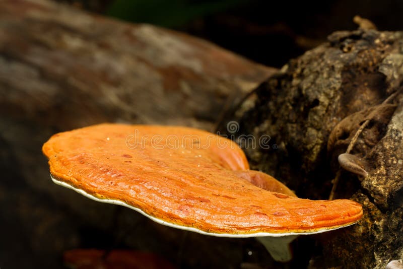 Ganoderma fungus stock image. Image of color, gourmet - 76609531