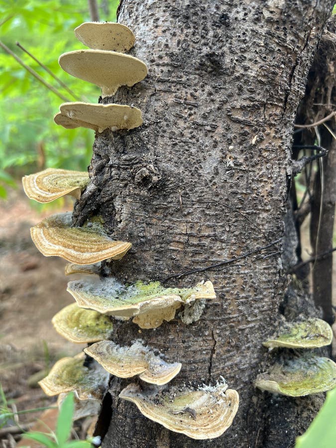 Ganoderma stock image. Image of includes, medicines - 261681767