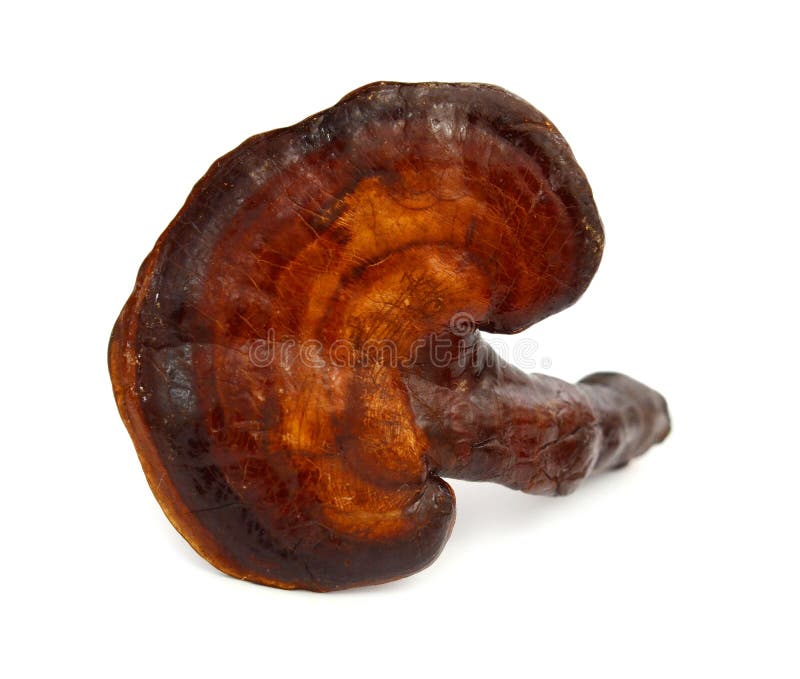 Ganoderma stock image. Image of health, good, cells, nature - 99028561