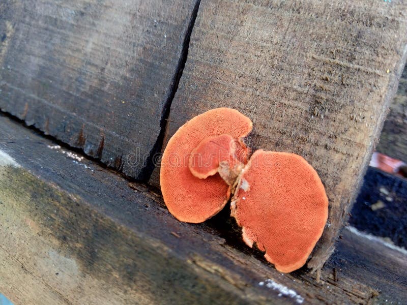 Ganoderma Polypore Mushroom Growing on Wood Stock Image - Image of hard ...