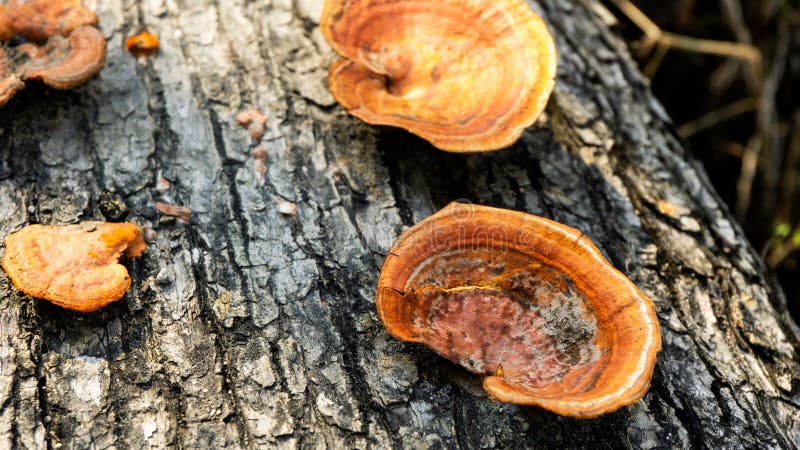 915 Ganoderma Mushrooms Stock Photos - Free & Royalty-Free Stock Photos ...