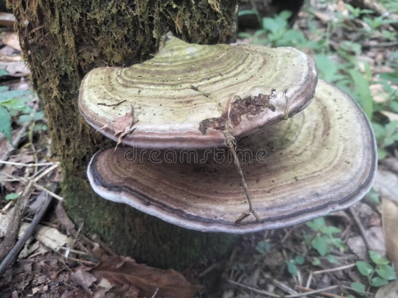 Ganoderma is a Hard, White, Brownish Mold that Lives on To Pick Up Food ...