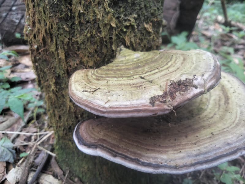 Ganoderma is a Hard, White, Brownish Mold that Lives on To Pick Up Food ...