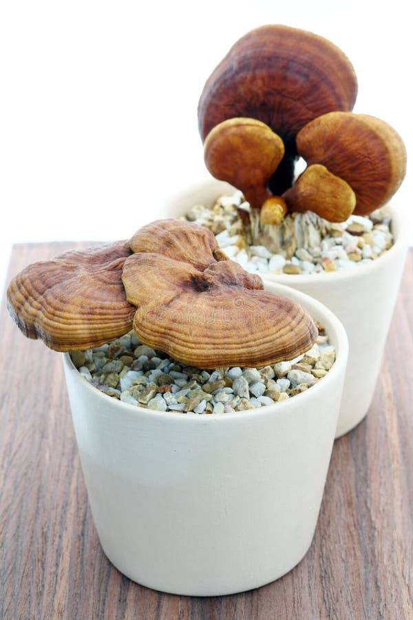 Ganoderma Lucidum stock image. Image of traditional, lingzhi - 23423417