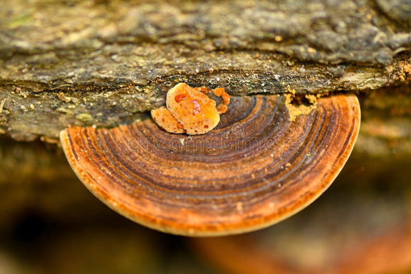 Ganoderma Lucidum Fungus in Tropical Rainforest Stock Photo - Image of ...