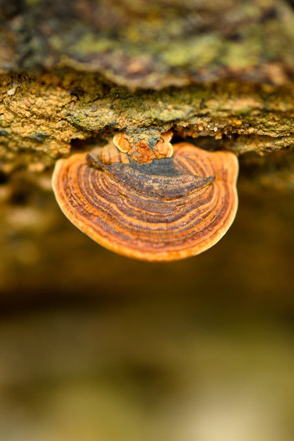 Ganoderma Lucidum Fungus in Tropical Rainforest Stock Image - Image of ...
