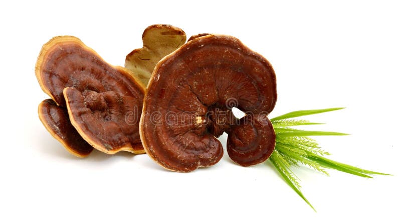 Ganoderma lucidum stock photo. Image of organism, gandoderma - 206427056
