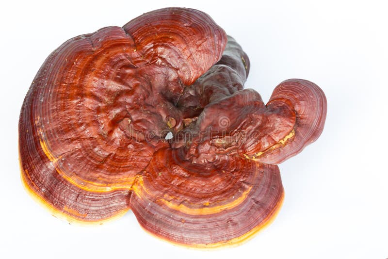 Ganoderma Lucidum Isolated On White Background Stock Image - Image of ...