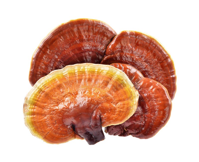 Ganoderma Lucidum Isolated on White Background.Selective Stock Photo ...
