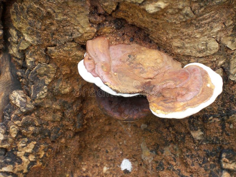 Ganoderma Lucidum stock image. Image of medicine, mycelium - 44902635