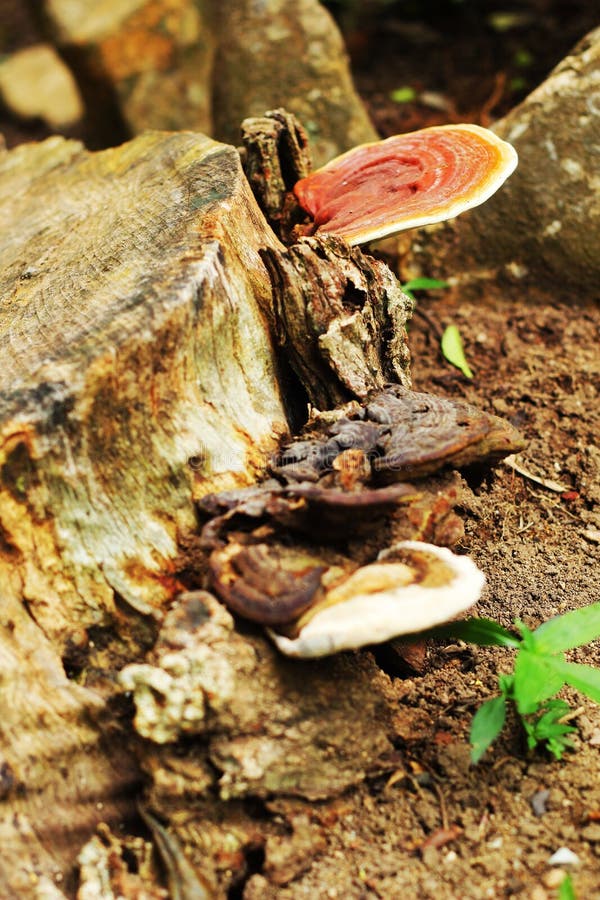Lingzhi mushroom stock photo. Image of growing, mushroom - 66545538