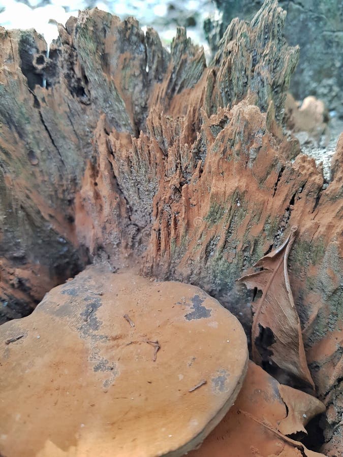Ganoderma Lucidum Lingzhi or Reishi at Nature. Stock Image - Image of ...