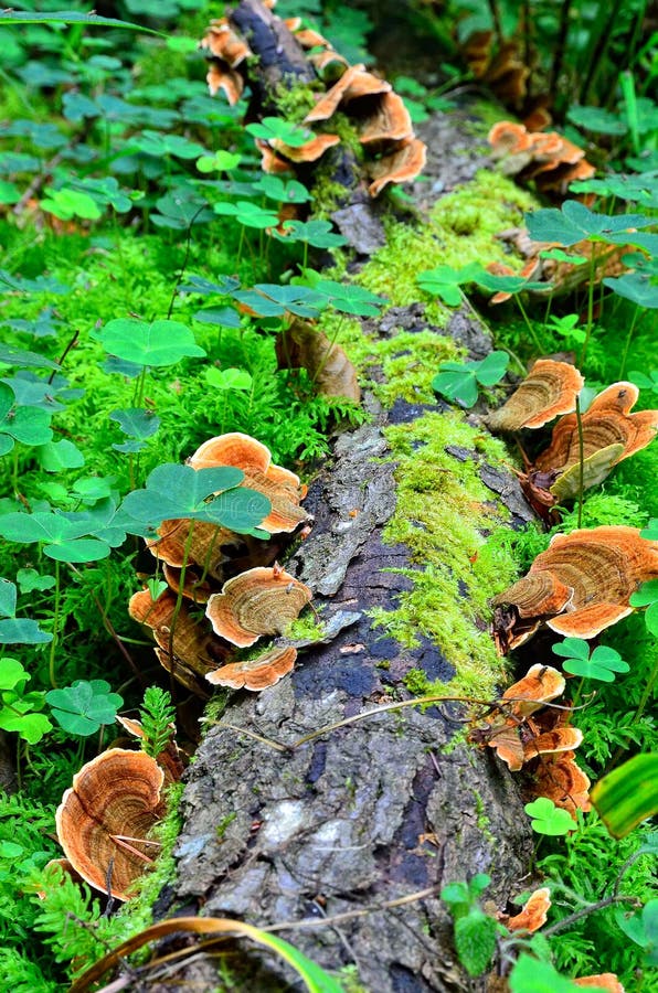 Ganoderma Lucidum - Parasitic Fungus Stock Image - Image of natural ...