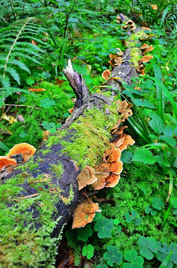 Ganoderma Lucidum - Parasitic Fungus Stock Image - Image of natural ...