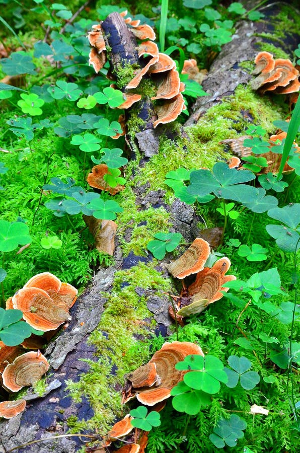 Ganoderma Lucidum - Parasitic Fungus Stock Image - Image of natural ...