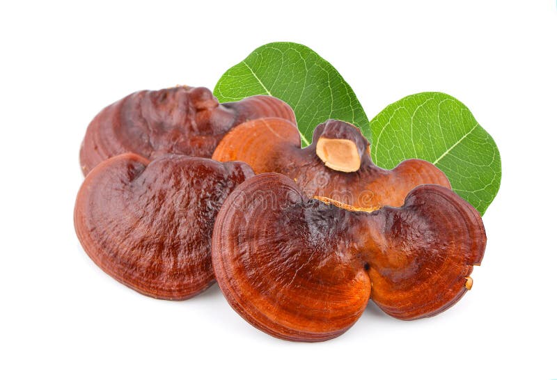 El Hongo Ganoderma Lucidum Seco Y Aislado En Un Fondo Blanco Imagen de ...