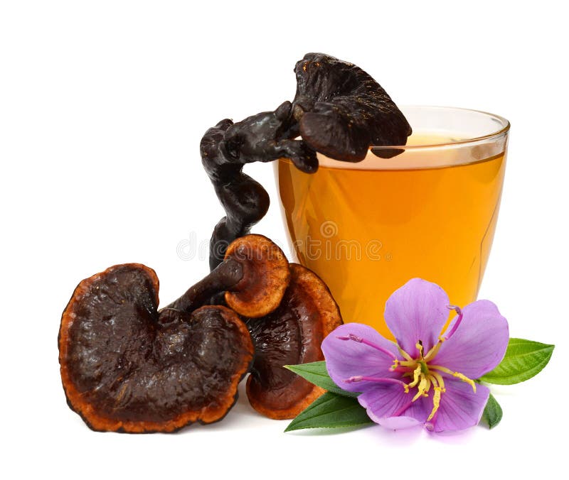 Ganoderma Lucidum. Asian, Antioxidant. Stock Photo - Image of pill ...