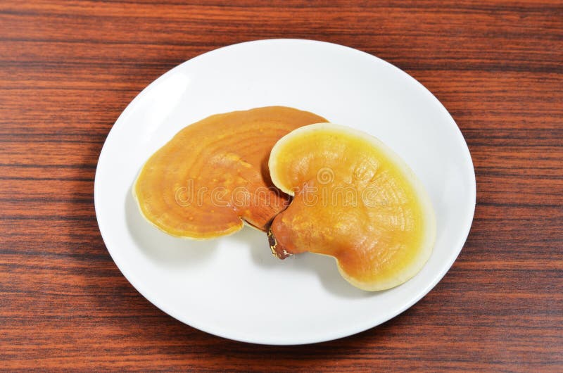 Ganoderma lucidum stock photo. Image of fungus, healthcare - 60203748