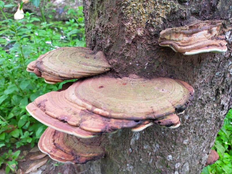 Ganoderma Mushrooms that Grow on Trees that are Dry and Weathered Stock ...