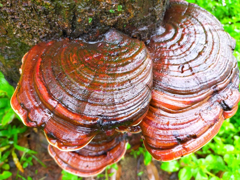 Ganoderma Mushrooms that Grow on Trees that are Dry and Weathered Stock ...