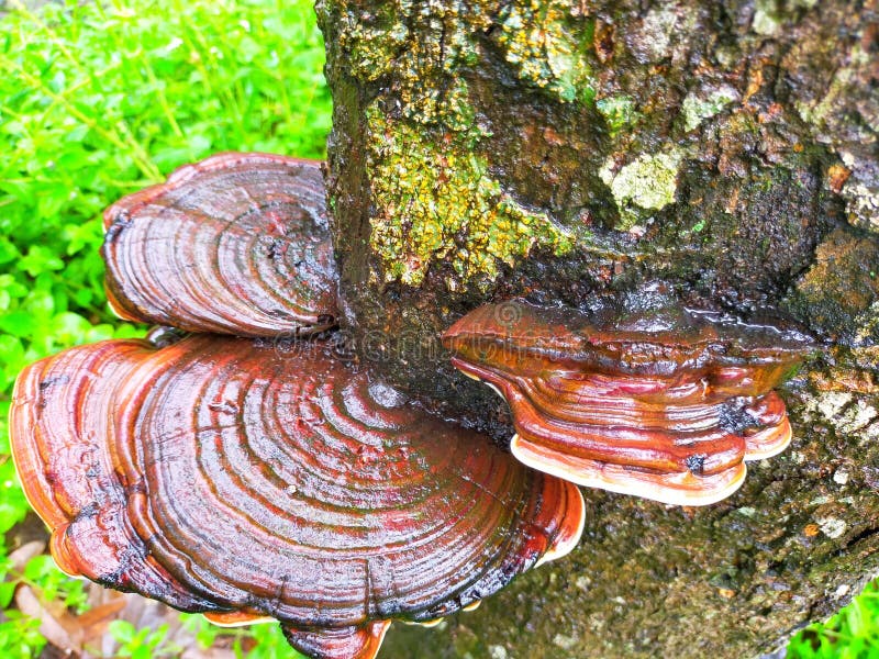 Ganoderma Mushrooms that Grow on Trees that are Dry and Weathered Stock ...