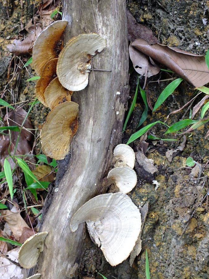 Ganoderma Mushrooms in Old Tree Trunk Stock Image - Image of forest ...