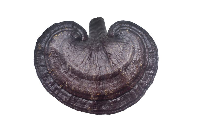 158 Ganoderma Black Stock Photos - Free & Royalty-Free Stock Photos ...