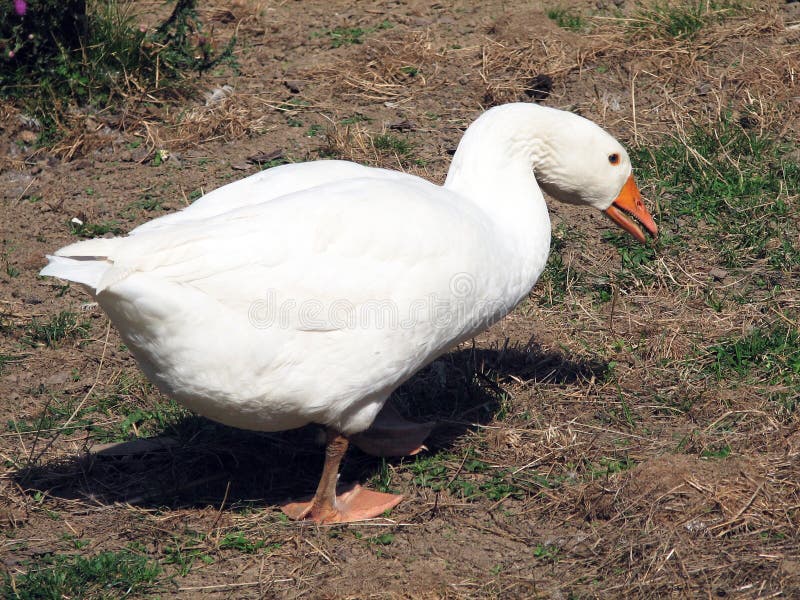 Gans stockfoto. Bild von vögel, tier, nave, tiere, gras - 100458590