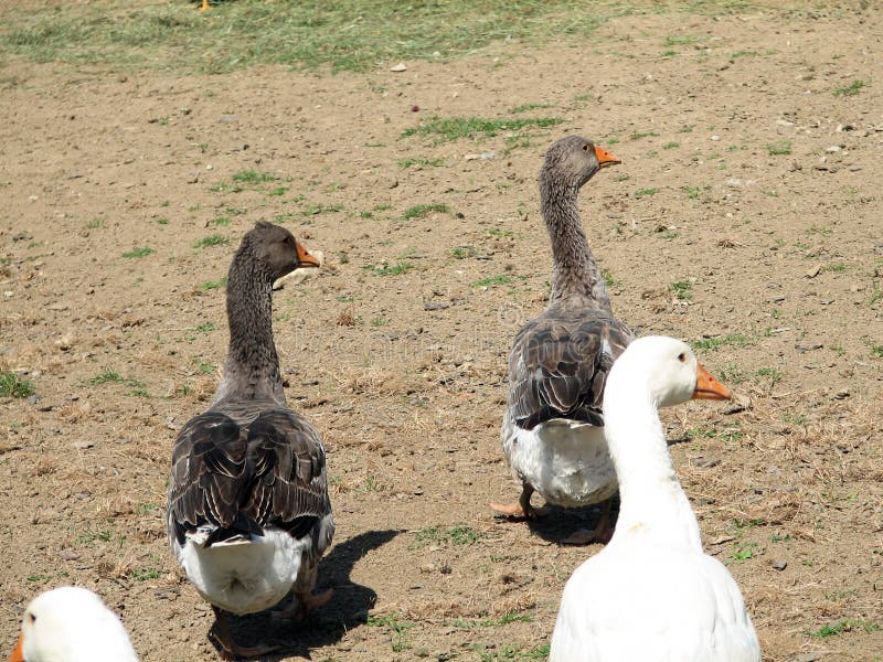 Gans stockfoto. Bild von vögel, gras, wiese, tiere, tier - 100458624