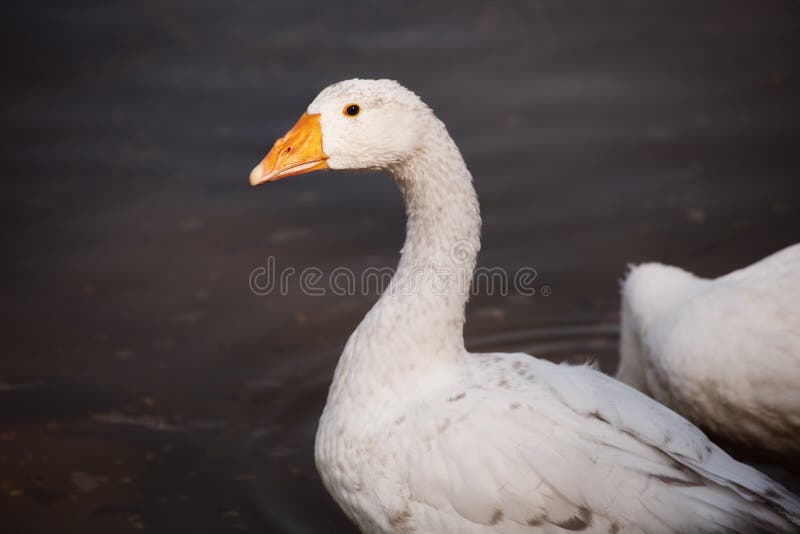 Gans stock afbeelding. Image of dier, milieu, foto, naughty - 110088793