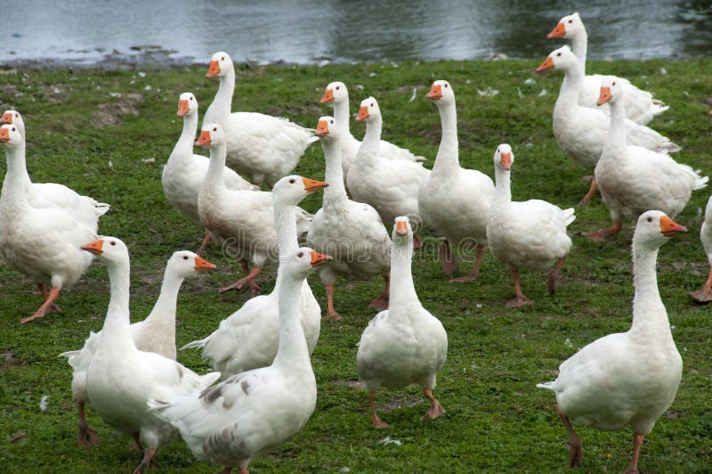 Gans stockfoto. Bild von tier, federn, quaken, feder - 11405884