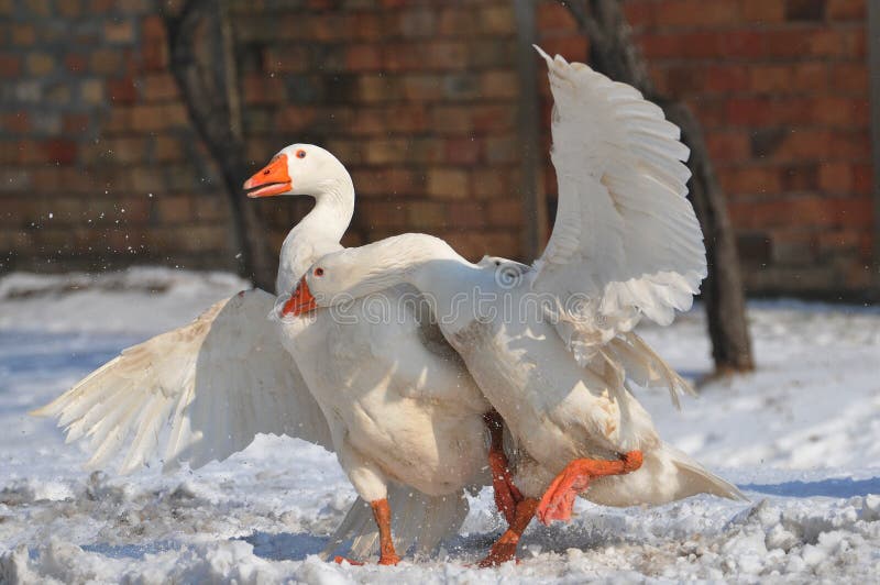 Lustiger Gänsekraken stockbild. Bild von neugier, angriff - 52440585