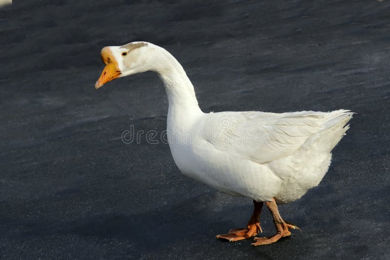 Gans Bild. Bild: 18811593