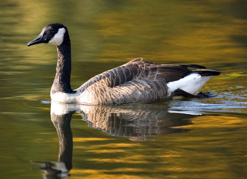 Gans stockfoto. Bild von fallen, seen, geflügel, wildnis - 435046