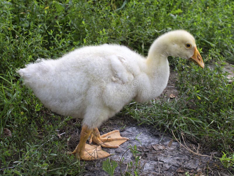Gans stockfoto. Bild von inländisch, grün, gänschen, orange - 44311100